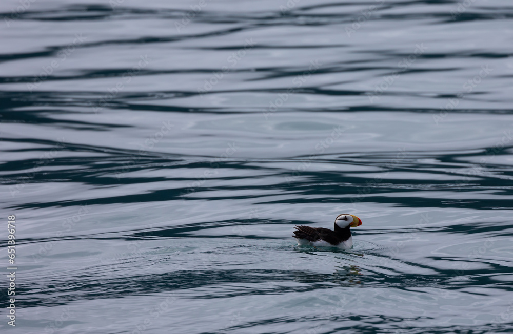 An Atlantic Puffin floats in the ocean. Beautiful scenery showing ...