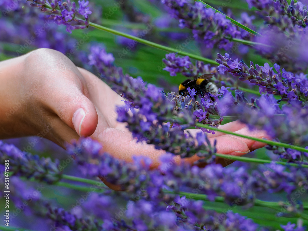 Bumblebee in lavender flying on the open hand of a human Stock Photo ...