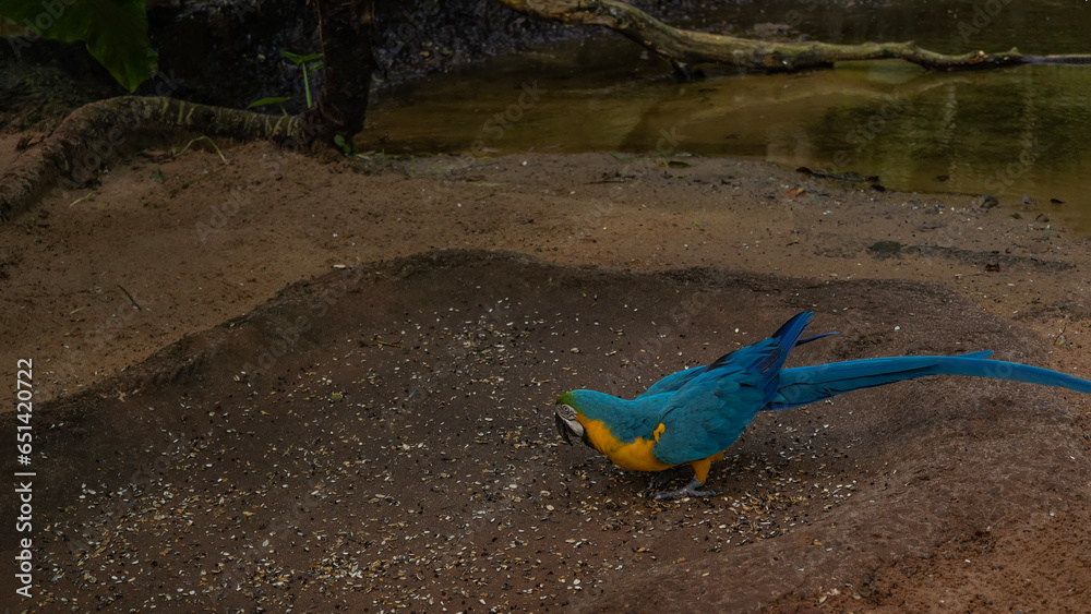 A beautiful blue-yellow parrot Ara ararauna is feeding. Side view. You ...
