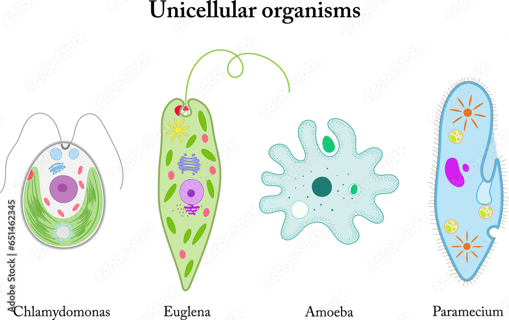 Unicellular Organisms Pictures Unicellular | Glossary | Developing
