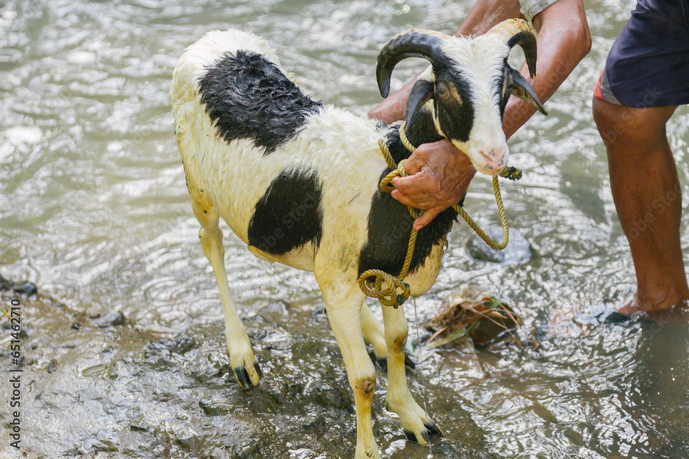 Farmer bathing a goat in river (Seroang petani memandikan seekor ...