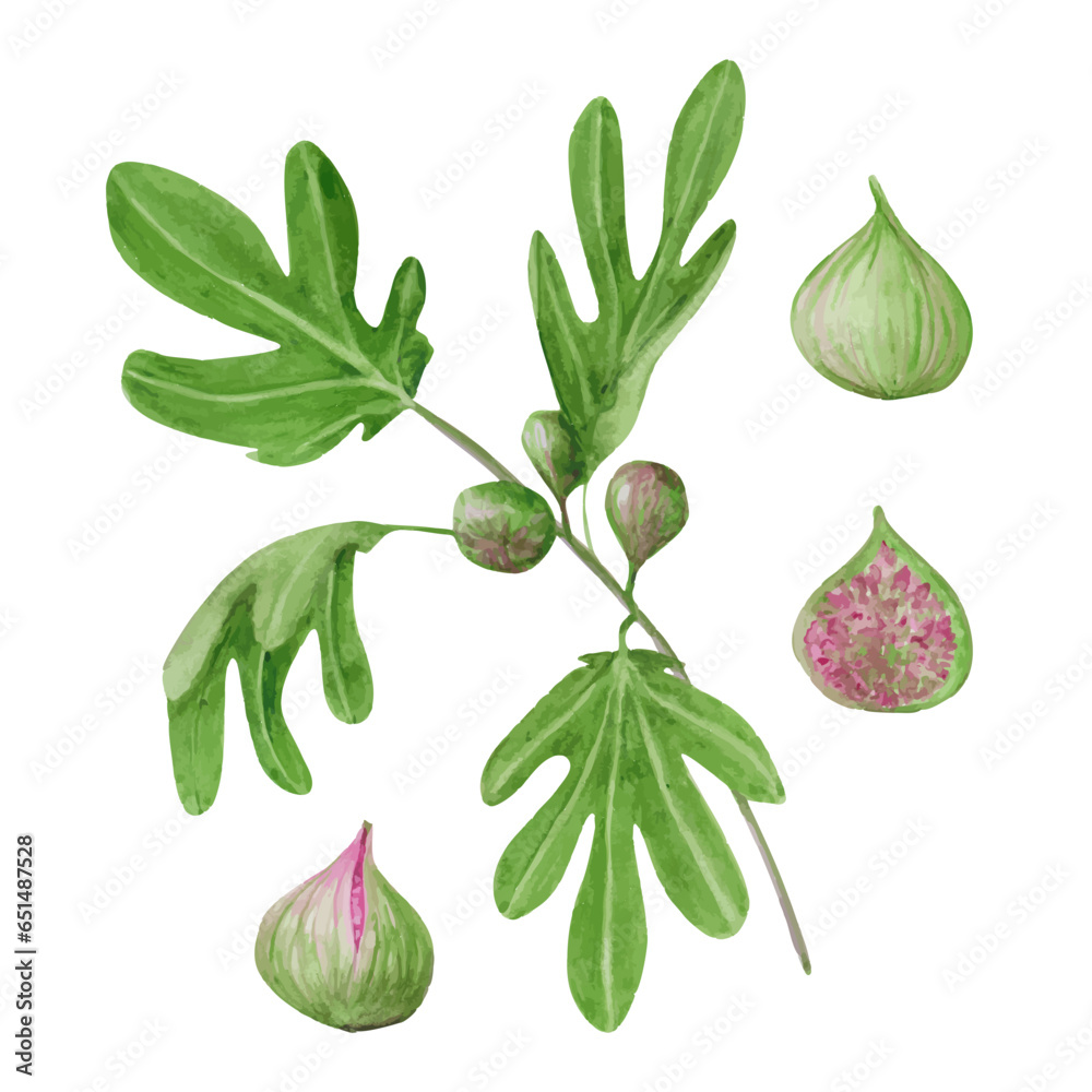 Watercolor fig tree branch with leaves and fig fruits isolated on a ...