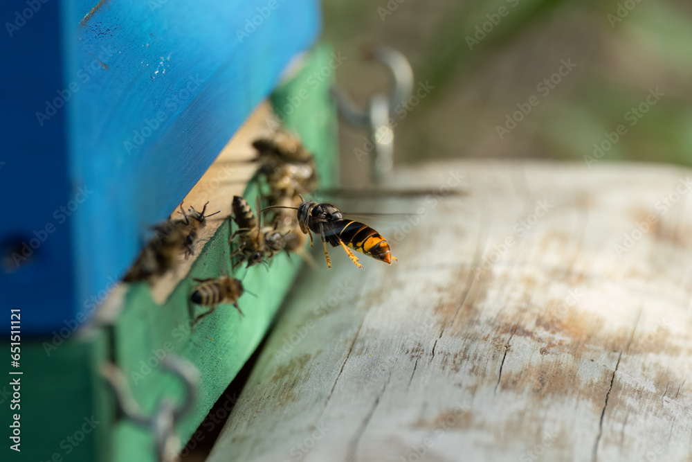 Asiatische Hornisse (Vespa velutina) bei der Jagd auf Honigbienen am ... Asiatische Hornisse (Vespa velutina) bei der Jagd auf Honigbienen am ...