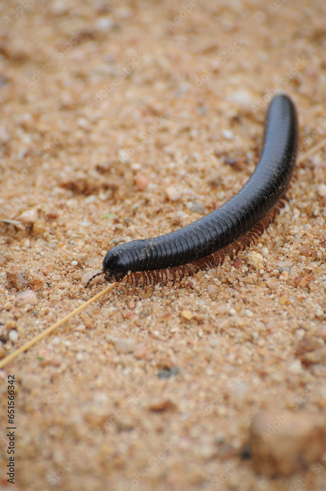 millipede worm on the ground of a dirt track in south africa Stock ...