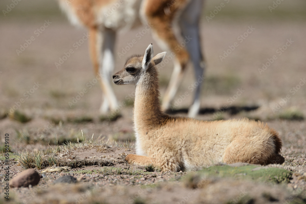 Süßes Guanako sitzt im Wüstensand und genießt das Leben Stock Photo ...