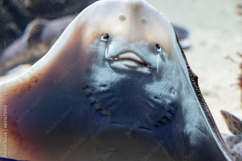 onderzijde rog lijkt op lachend gezicht Stock Photo | Adobe Stock