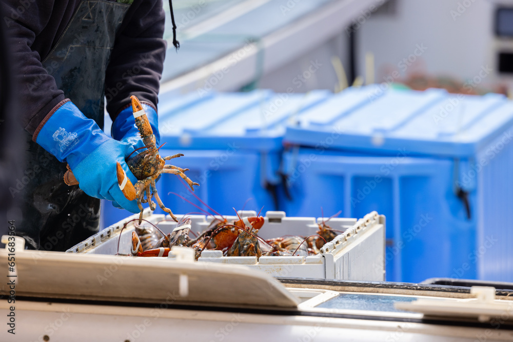 Triage de homard, 🦞 par un pêcheur, horizontal Stock Photo | Adobe Stock