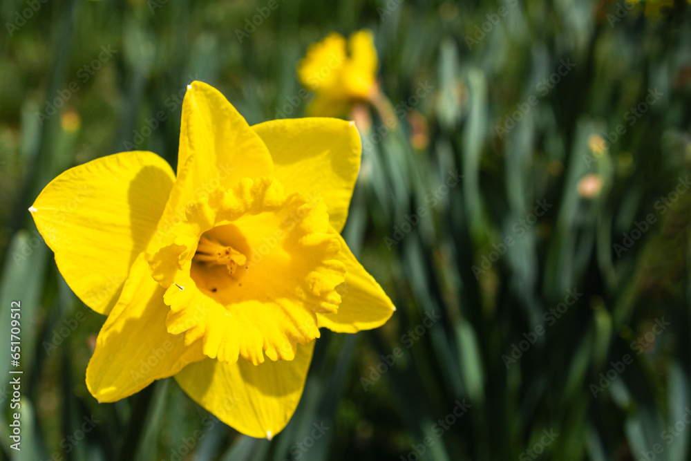 Single yellow daffodil on the grass field, close up and bokeh ...