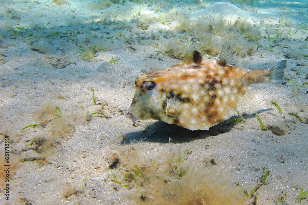 Swimming tropical fish (Thornback Cowfish, Lactoria fornasini) and ...