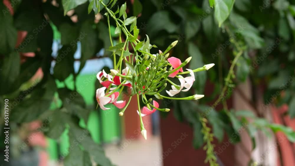 Combretum indicum or Rangoon creeper or Quisqualis indica L or Ceguk ...