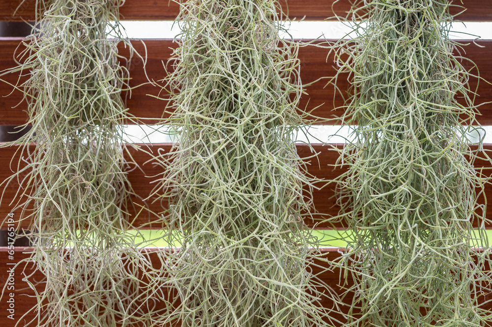 Spanish moss hanging on wooden lath. Spanish moss makes an excellent ...