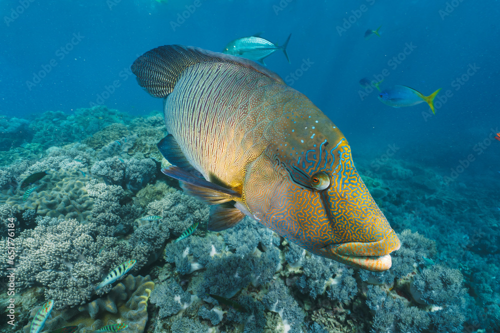 Cheilinus undulatus, maori wrasse humphead fish in australia Stock ...