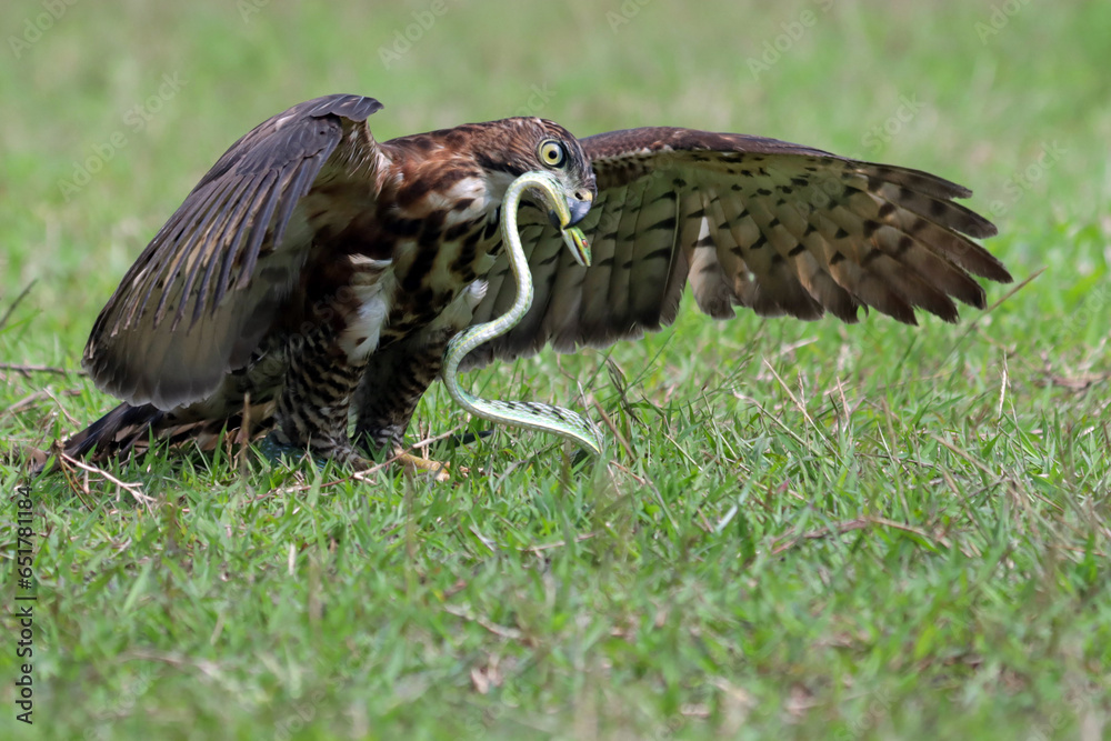 Crested Goshawk bird fighting with snake on the green grass, Crested ...