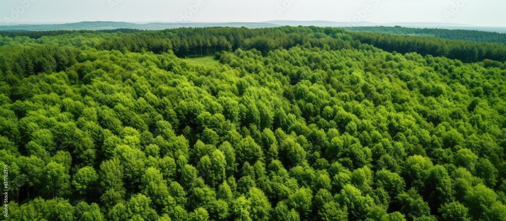 Bird s eye view of lush forest demonstrates importance of preserving ...