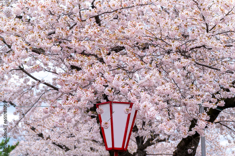Japanese traditional lantern and Japanese cherry Blossom (Sakura tree ...