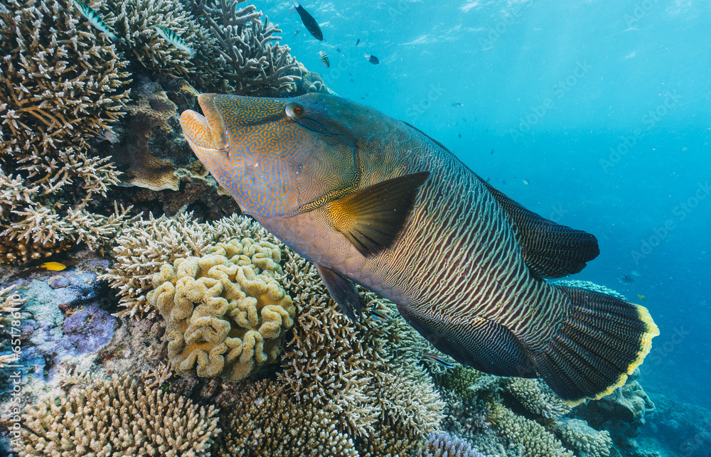 Cheilinus undulatus, maori wrasse humphead fish in australia Stock ...