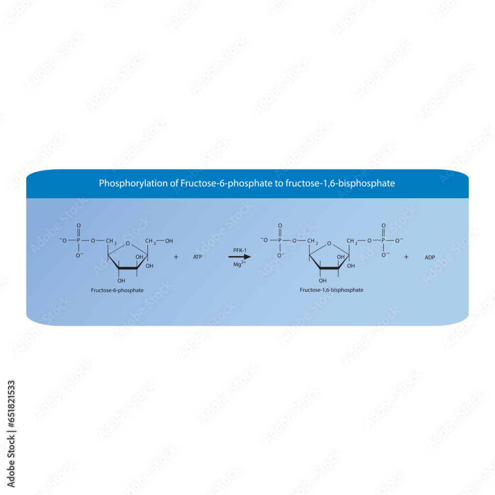 Phosphorylation of Fructose-6-phosphate to fructose-1,6-bisphosphate ...