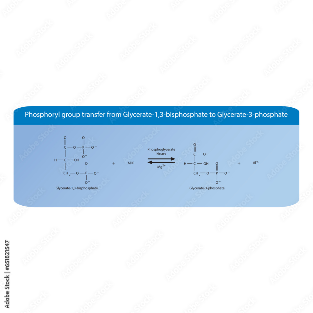 Phosphoryl group transfer from Glycerate-1,3-bisphosphate to Glycerate ...
