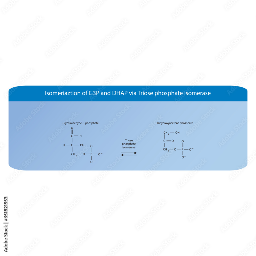 Vecteur Stock Isomeriaztion of glyceraldehyde-3-phosphate (G3P) and ...