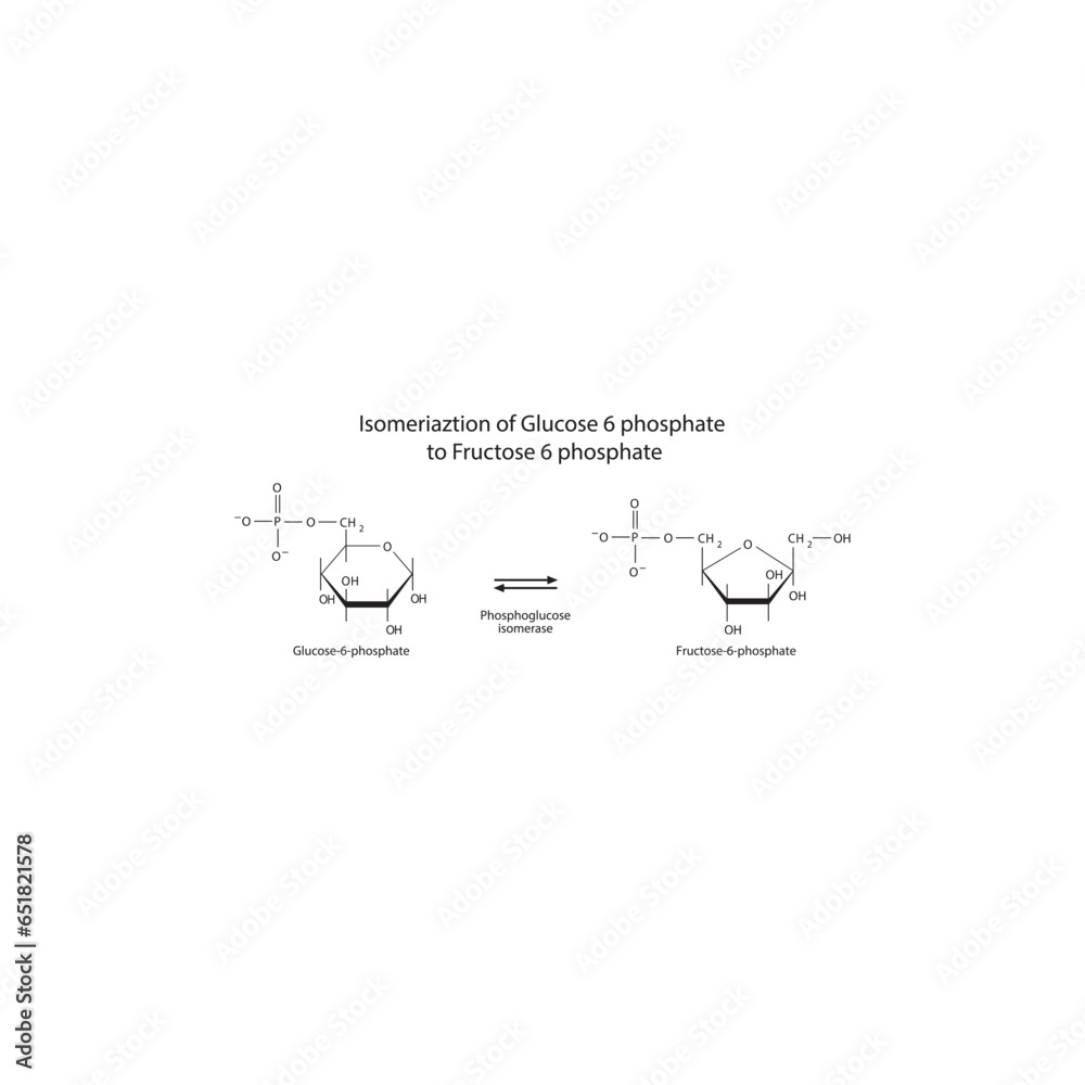 Isomeriaztion of Glucose 6 phosphate to Fructose 6 phosphate via ...