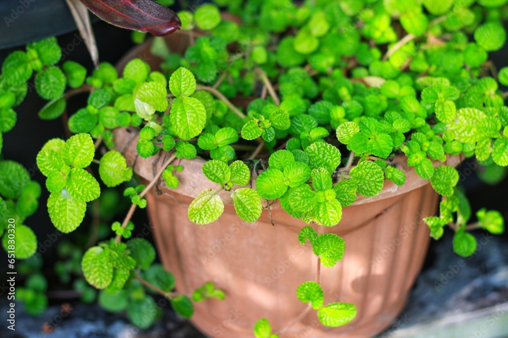 Creeping Charlie (Pilea nummulariifolia) or Creeping Pilea, Swedish Ivy ...