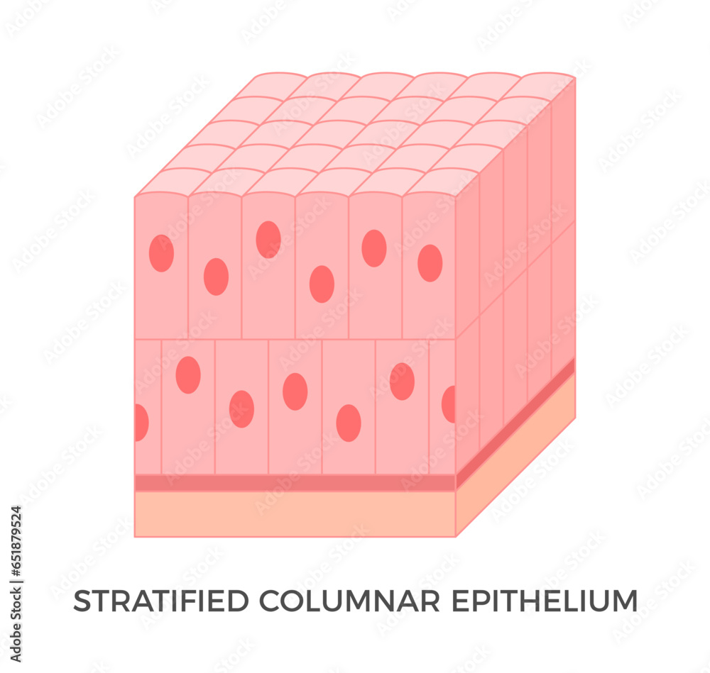 Stratified columnar epithelium. Epithelial tissue types. Tall and ...