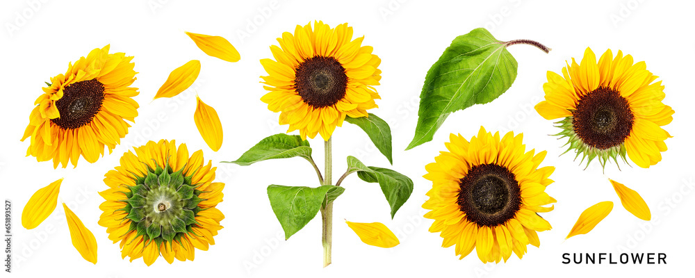 Sunflower flowers set isolated. PNG with transparent background. Flat ...