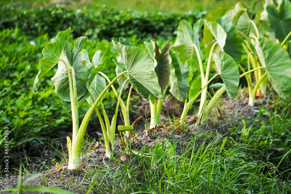 Large green taro leaves with forest greenery natural background ...