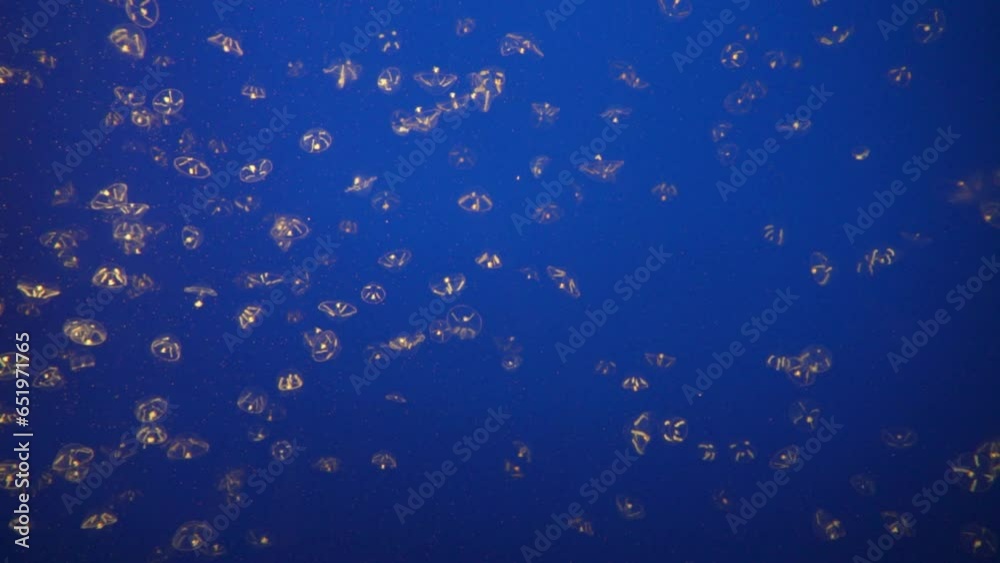 Vidéo Stock Umbrella Comb Jelly Jellyfish Eutonina indicans in blue ...