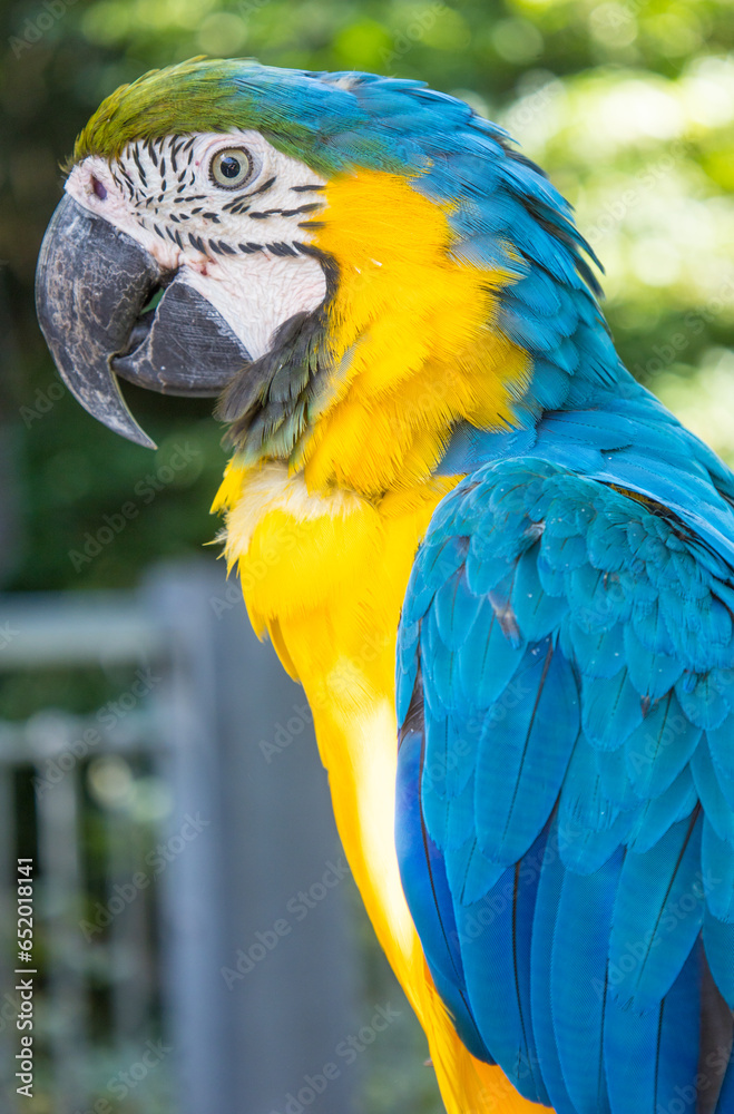 L'Ara bleu, également appelé Ara bleu et jaune ou Ara ararauna, est un ...