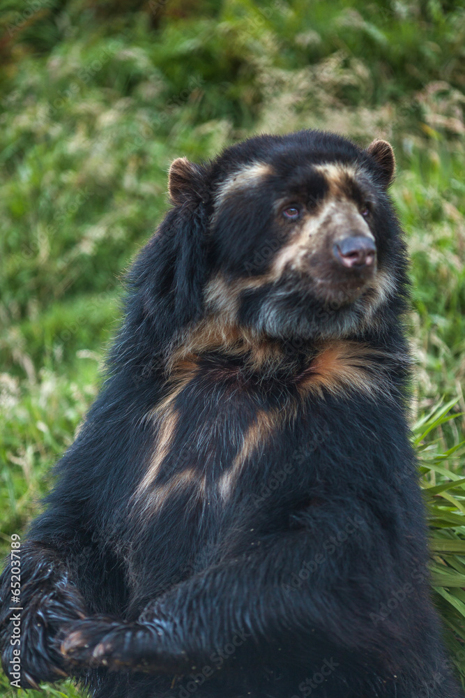 The Spectacled Bear, or Andean Bear, is the only species of bear in all ...