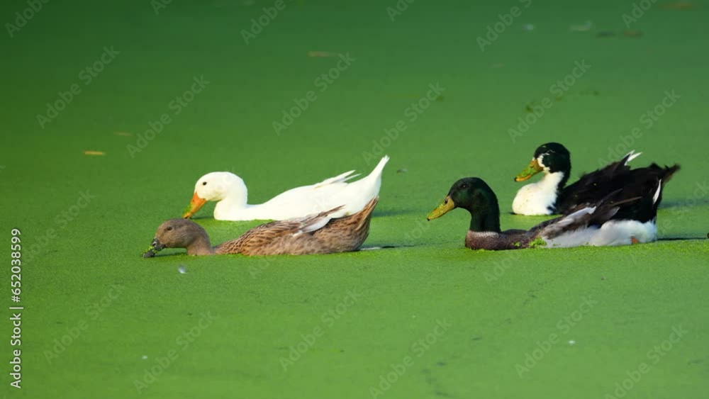 A flock of ducks swimming gracefully in a duckweed covered lake. The ...