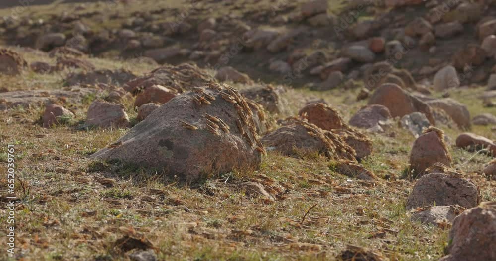 Swarm of locusts, invasion of the locust slow motion. Plain in ...