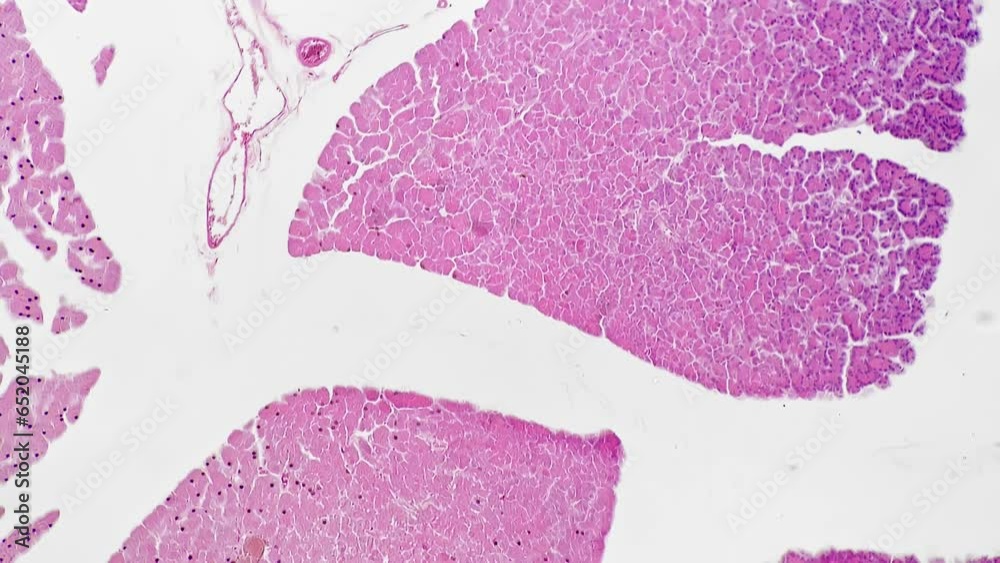 Macro scientific slide of human pancreas tissue magnified under ...
