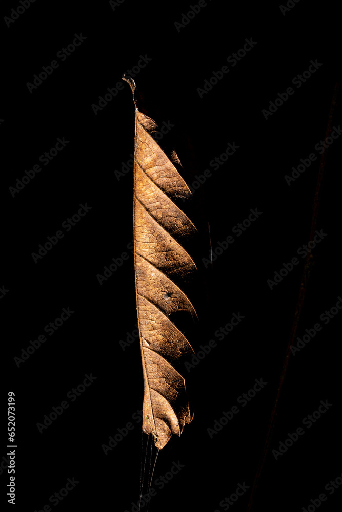 Folhas seca típicas de florestas tropicais do Brasil e fundo preto ...