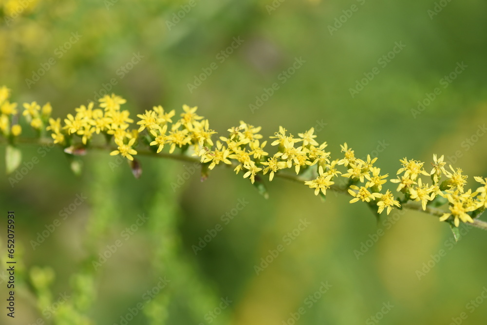 Solidago rugosa 'Fireworks' flowers. Asteraceae perennial plants native ...