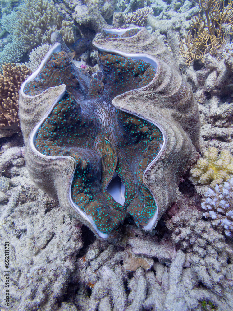 Giant Clam on the Great Barrier Reef, is the largest living bivalve ...