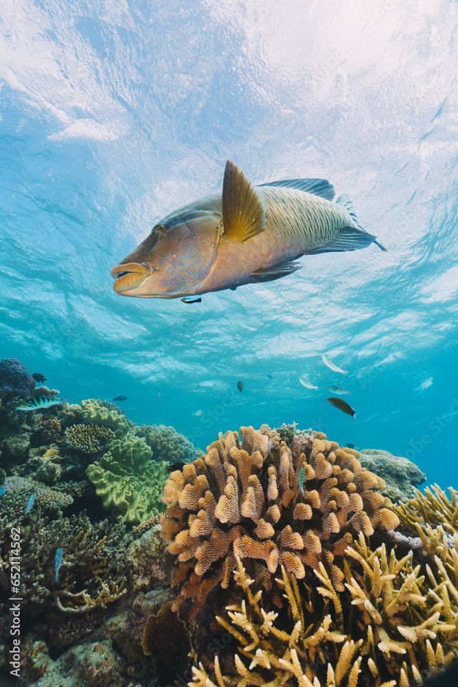 Cheilinus undulatus, maori wrasse humphead fish in australia Stock ...