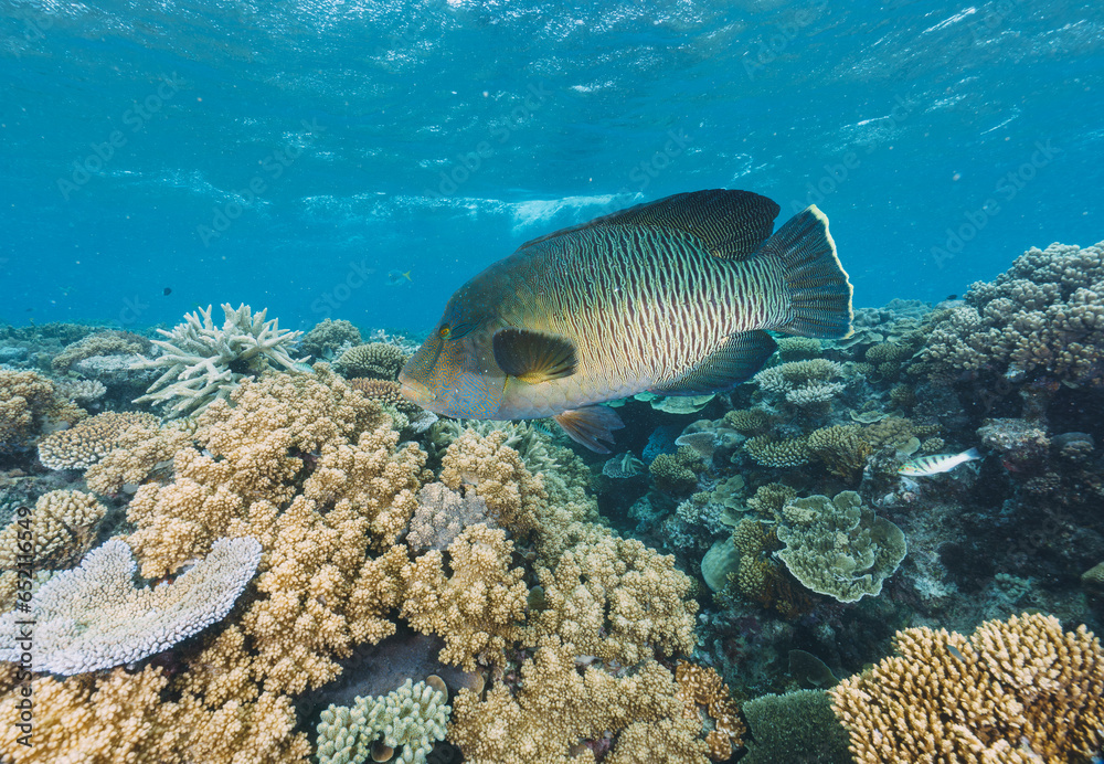 Cheilinus undulatus, maori wrasse humphead fish in australia Stock ...
