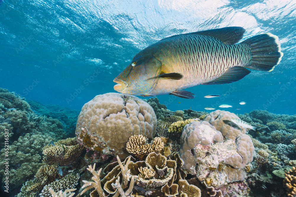 Cheilinus undulatus, maori wrasse humphead fish in australia Stock ...