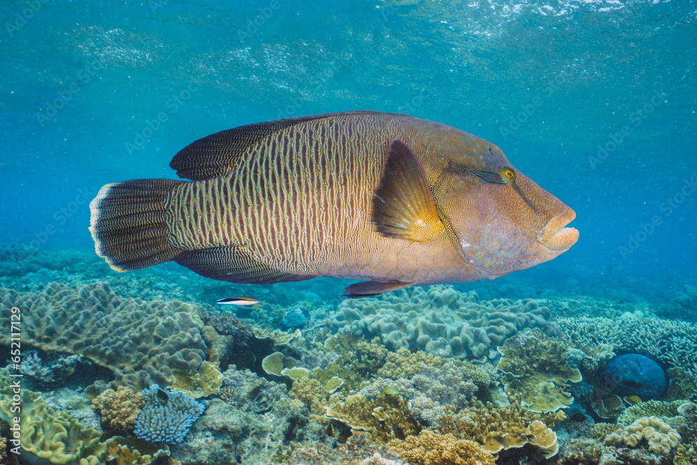 Cheilinus undulatus, maori wrasse humphead fish in australia Stock ...