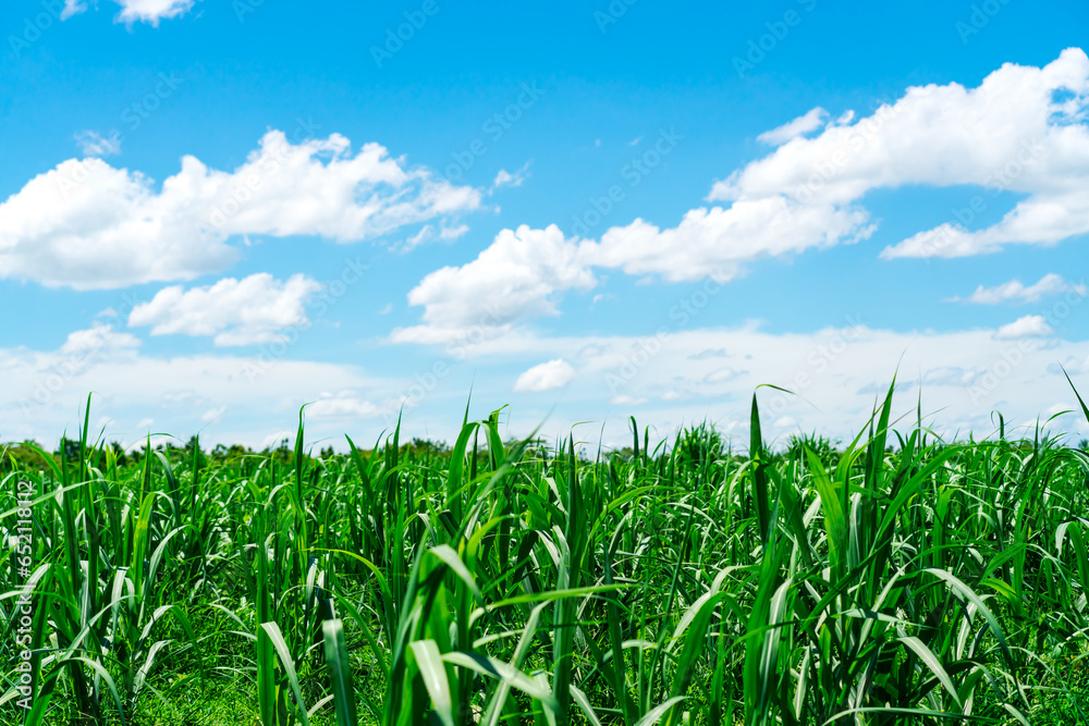 The tops of the green sugarcane trees are fully grown by gardeners ...