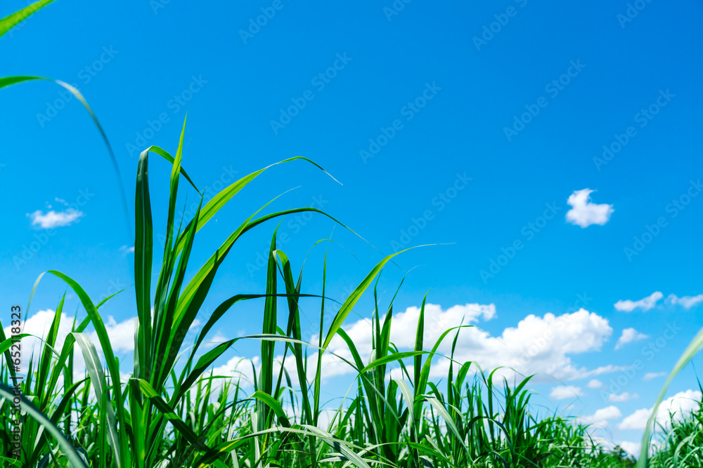 The tops of the green sugarcane trees are fully grown by gardeners ...