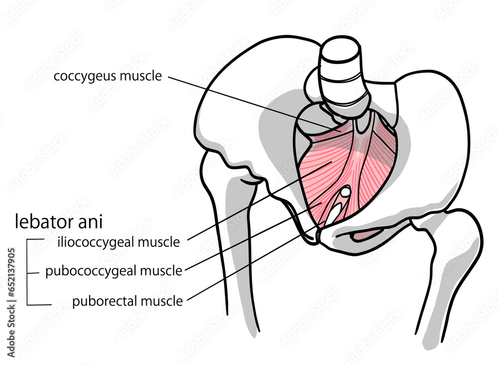 Illustration of the pelvis and pelvic floor muscles seen from the head ...