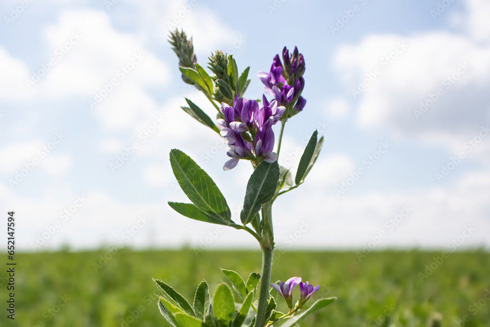 Alfalfa stretching into the sky. Green leaves and purple flowers. Field ...