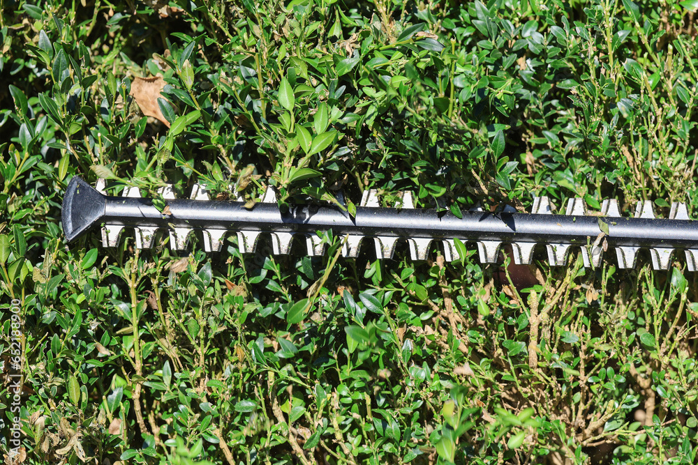 Hedge cutter, cutting infested leaves of European Box wood tree ...
