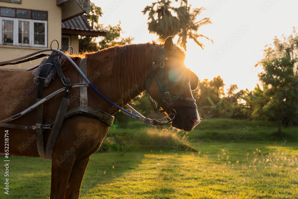 Horse-drawn carriage at the sunset in ancient Burmese temple in Lampang ...