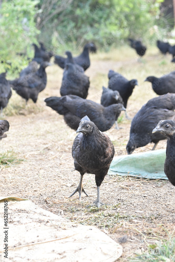 Kadaknath Kali Masi Fully Black Chicken Breed in Backyard Farm Foraging ...