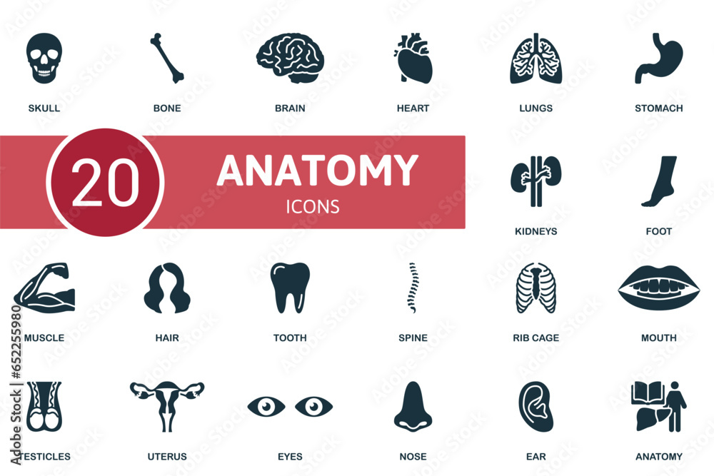 Anatomy set. Creative icons: skull, bone, brain, heart, lungs, stomach ...