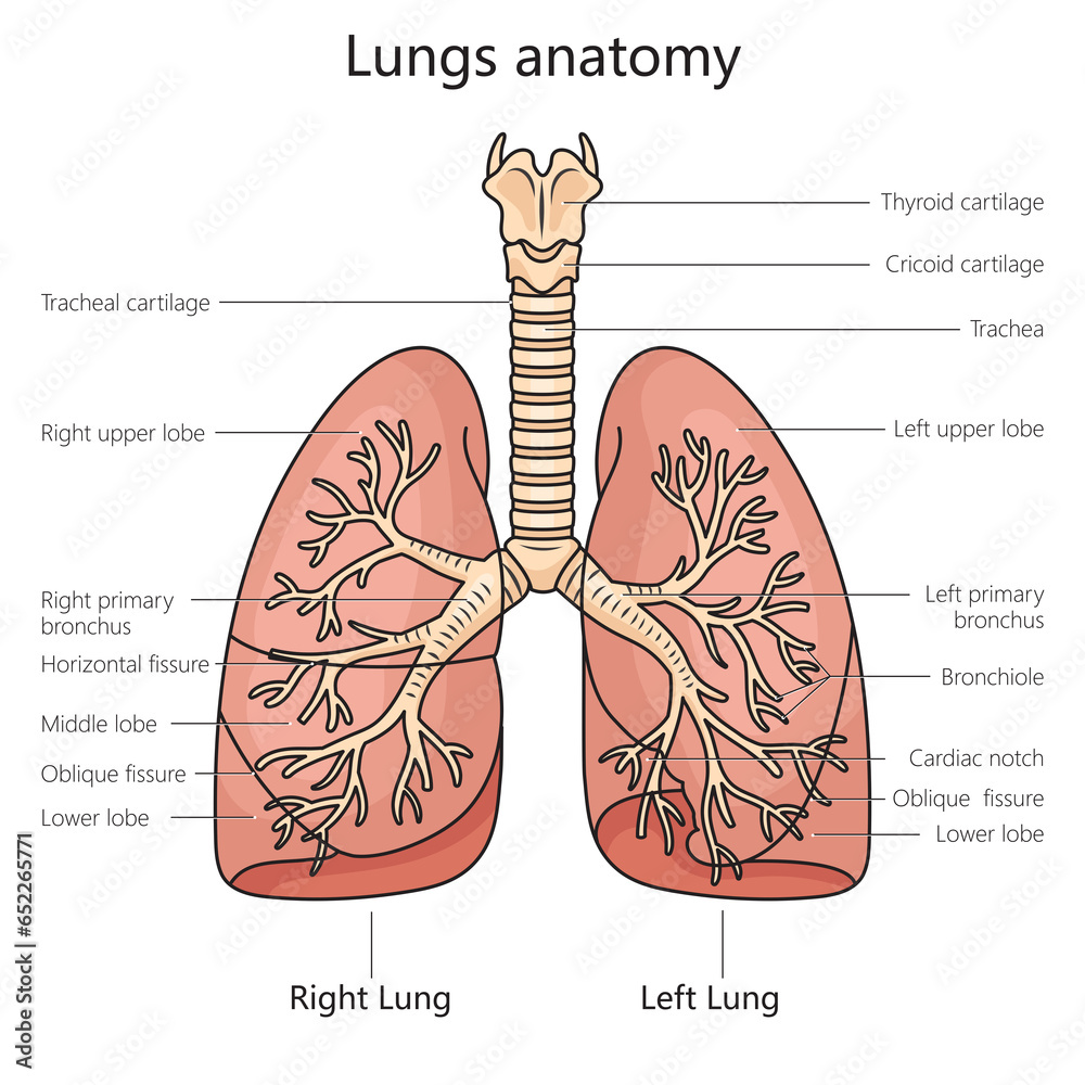 Lung anatomy structure scheme diagram schematic raster illustration ...